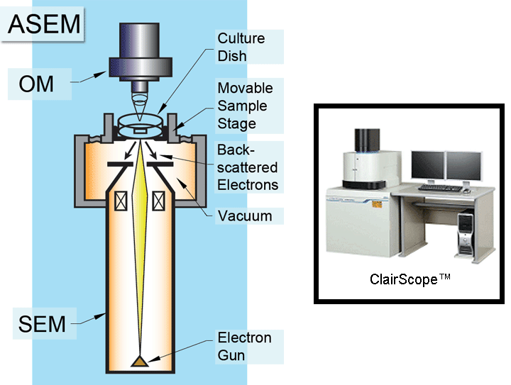 ASEM_Japanese | sato chikara homepage